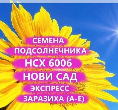 Семена подсолнечника нсх 6006 Гибрид нс, Калуга
