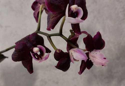 Орхидея Карда ароматная