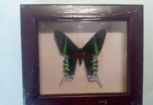 Бабочка в рамке Urania Leilus(Перу)