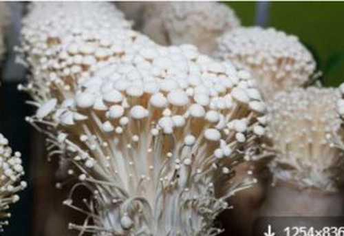 Мицелий гриба Эноки