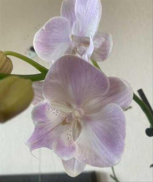 Орхидея фаленопсис Биг лип Sweet talk