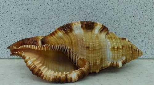 Циматиум 10 морская ракушка раковина