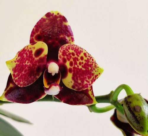 Орхидея фаленопсис Mituo Reflex