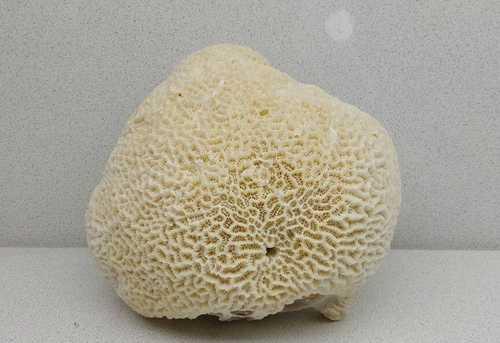 Коралл мозговик 18,5*17,6*9,6 морской сувенир