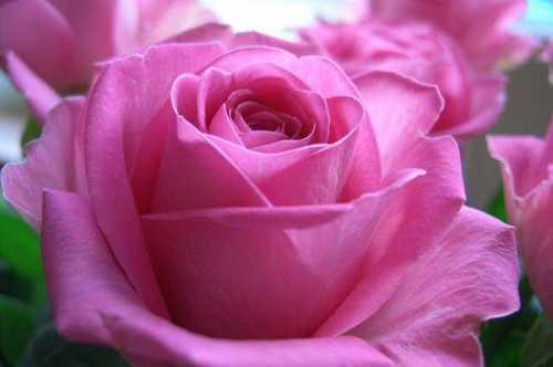 Саженцы роз оптом (340 сортов) - Эйфелевая башня