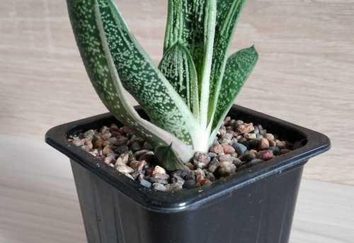 Гастерия батесиана Gasteria batesiana