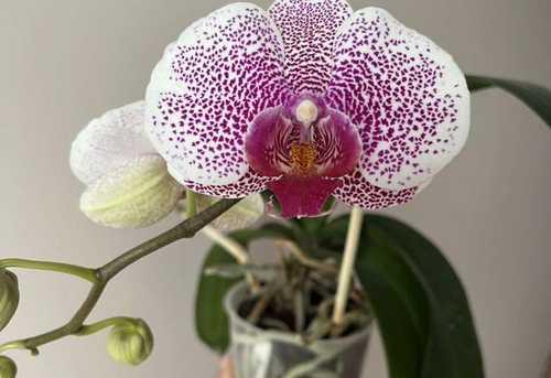 Орхидея фаленопсис Пандора
