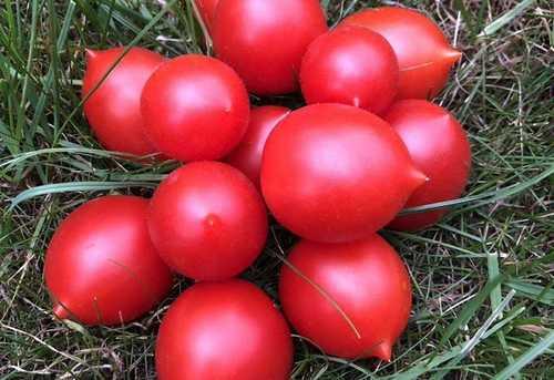 Семена томатов для вяления
