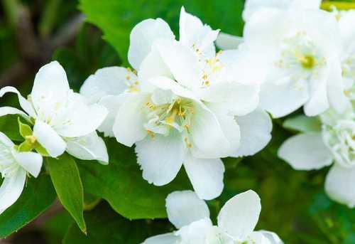 Чубушник Юннат венечный, саженцы окс, Сады Урала