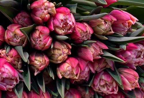 Тюльпаны пионовидные розница и мелкий опт