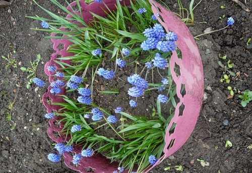 Цветы на дачу или огород