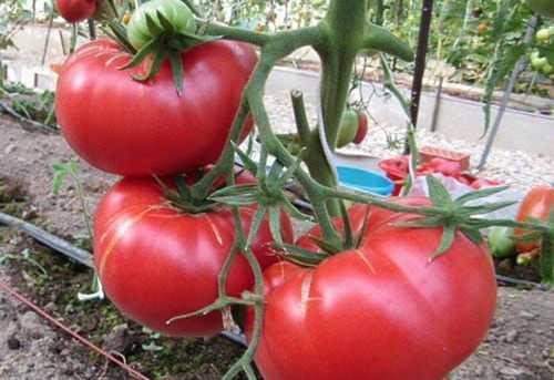 Семена Легендарный Юсуповский томат