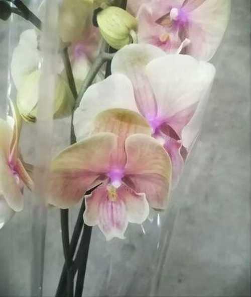 Фаленопсис Стар Шайнинг Биг Лип орхидея