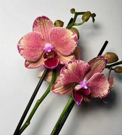 Орхидея фаленопсис пират пикотти