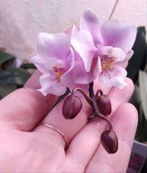 Орхидея фаленопсис сортовая Pink Girl