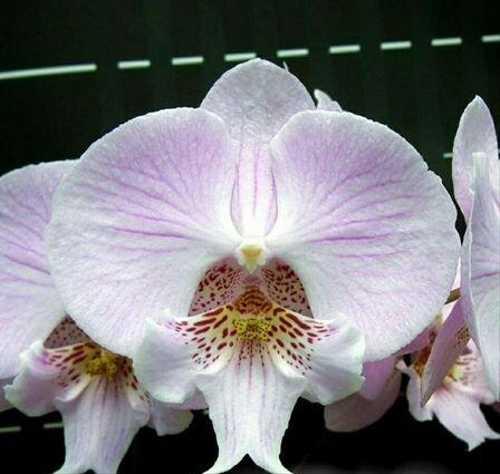 Орхидея фаленопсис Princess-2