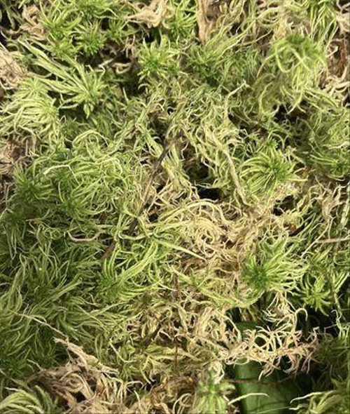 Живой мох сфагнум для растений | Festima.Ru - Мониторинг объявлений