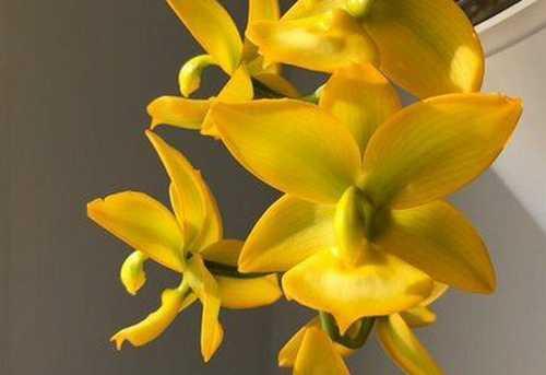 Орхидея cycnodes Gold "Super"