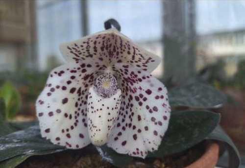 Орхидея пафиопедилум годефрой