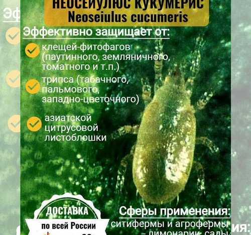 Неосейулюс кукумерис (другое название Амблисейус к