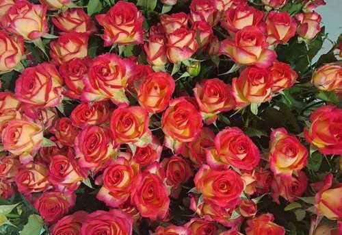 Роза 80см Кустовая Эквадор"Сердце украдено в миг"