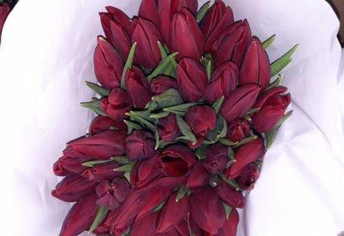 Тюльпаны уральские, свежые, красивые