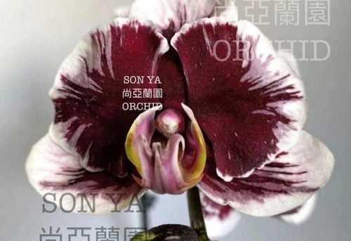 Орхидея фаленопсис Voodoo от SON YA