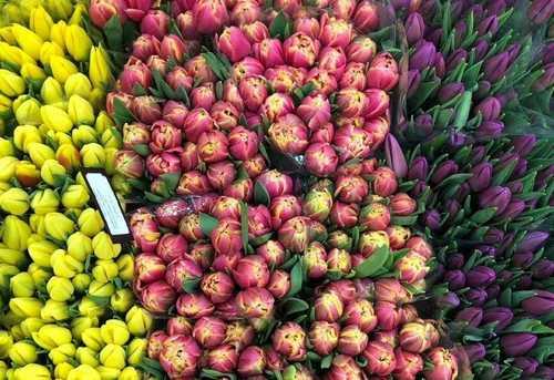 Тюльпаны опт на 8 марта 100 200 300 500