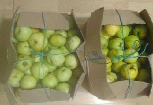 Яблоки Антоновка двадцать два килограмма кислослад