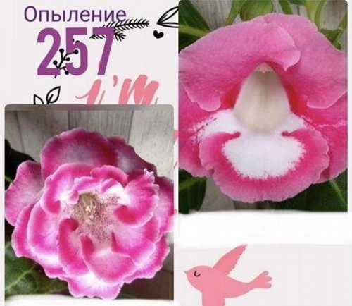 Глоксиния сеянцы