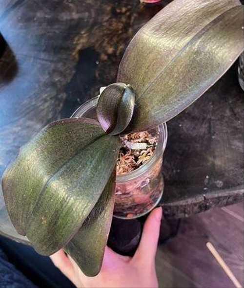 Орхидея фаленопсис black sentra