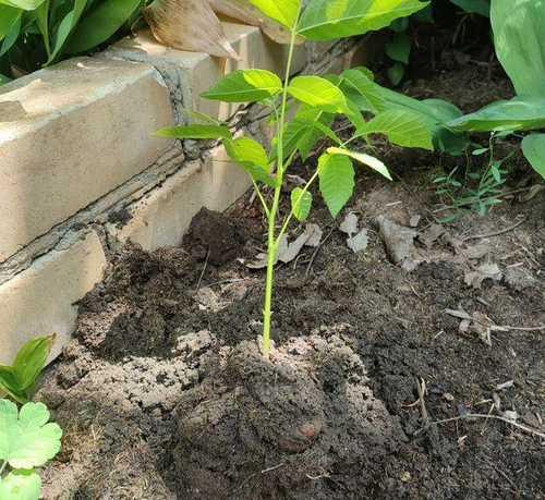 Саженец грецкого ореха. вкусный тонкокорый
