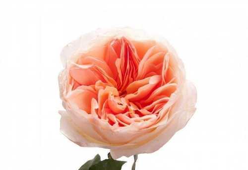 Пионовидная роза Дэвида Остина - Джульетта, цветы