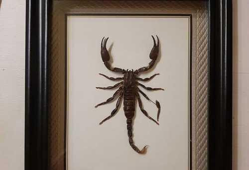 Скорпион в рамке коллекция насекомые