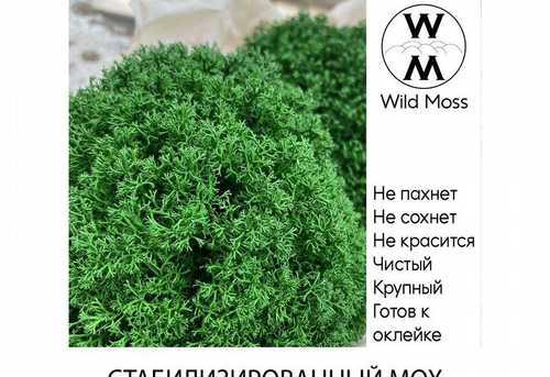 Стабилизированный мох