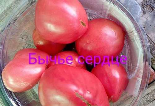 Семена томатов бычье сердце