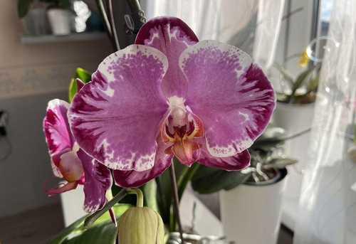 Орхидея фаленопсис Сакрифайс