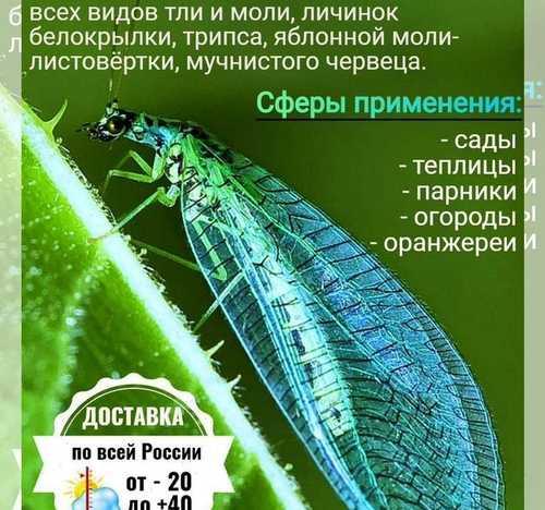 Златоглазка Chrysopa carnea от тли