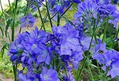 Многолетние цветы. Синюха, хоста, вербейник и др