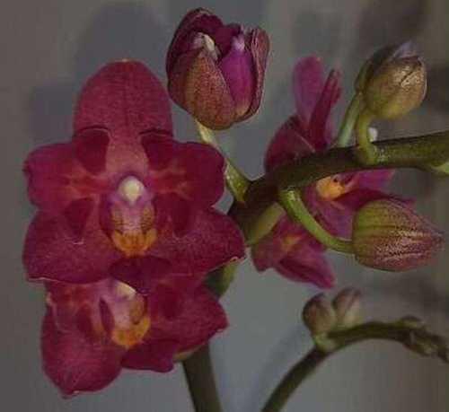 Орхидея фаленопсис бабочка mini