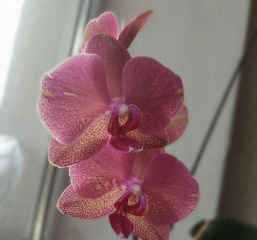 Орхидея фаленопсис