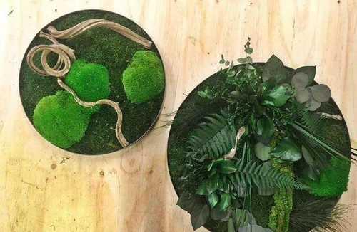 Эко картина круг из мха озеленение панно