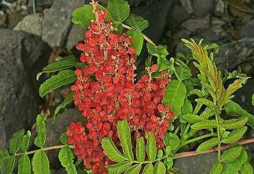Сумах голый, уксусное дерево (Rhus glabra) семена