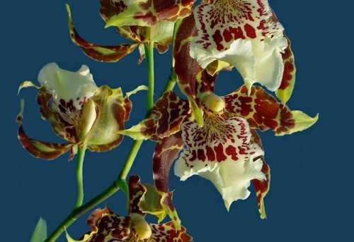 Орхидея. Онцидиум. Odontoglossum Crawshayanum