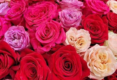 Розы Цветы Букеты 101 Роза Доставка