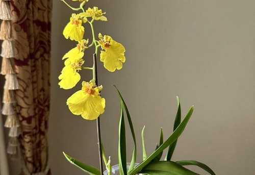 Орхидея онцидиум цветёт
