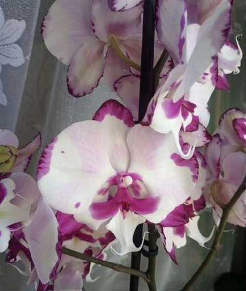 Орхидея фаленопсис биглип молния