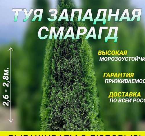 Туя Смарагд 279см