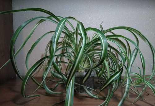 Хлорофитум хохлатый Бонни (Chlorophytum comosum Bo