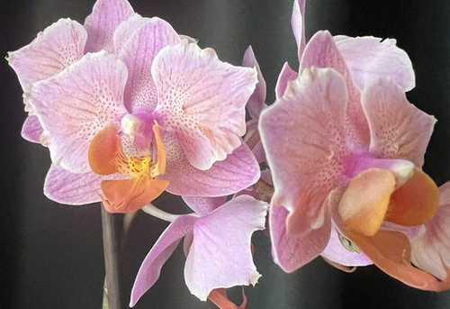 Орхидея фаленопсис бабочка- пелорик Santa ros